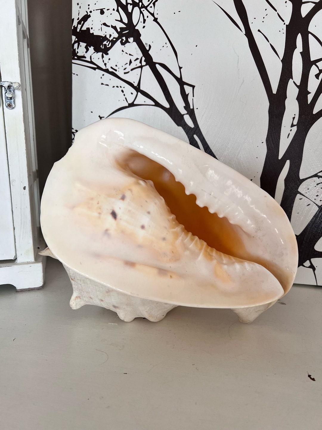 Queen Horned Helmet Conch / Cassis Cornuta, 3.25 Lb Shell - Etsy