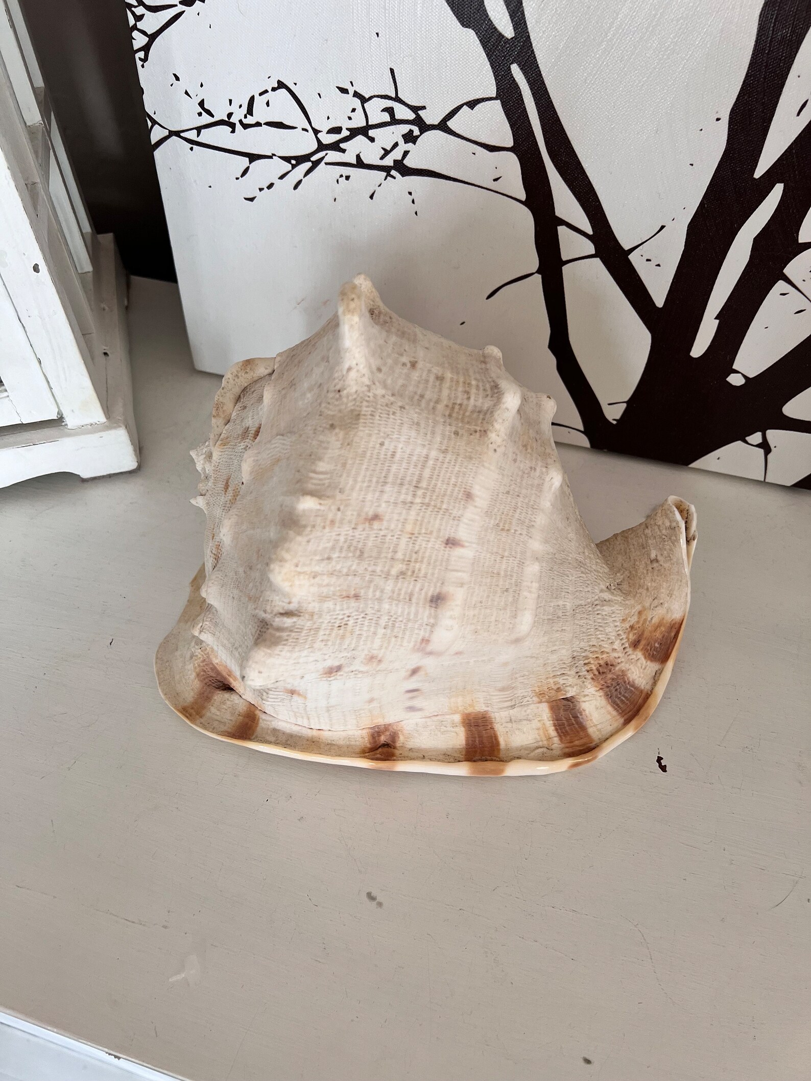 Queen Horned Helmet Conch / Cassis Cornuta, 3.25 Lb Shell - Etsy