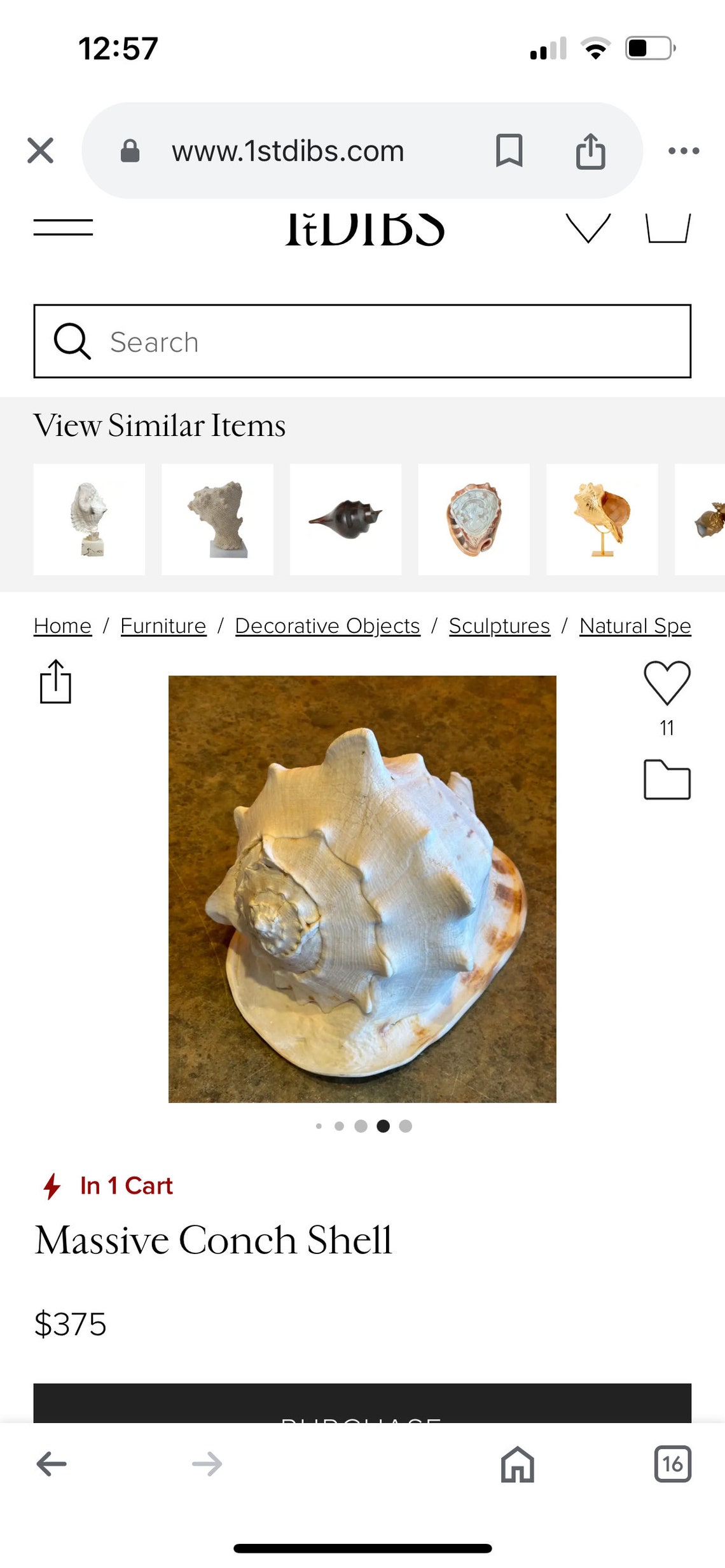Queen Horned Helmet Conch / Cassis Cornuta, 3.25 Lb Shell - Etsy