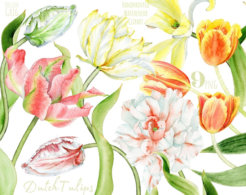 Watercolor Tulip Clipart. Individual PNG Files. Spring Floral Clip Art ...