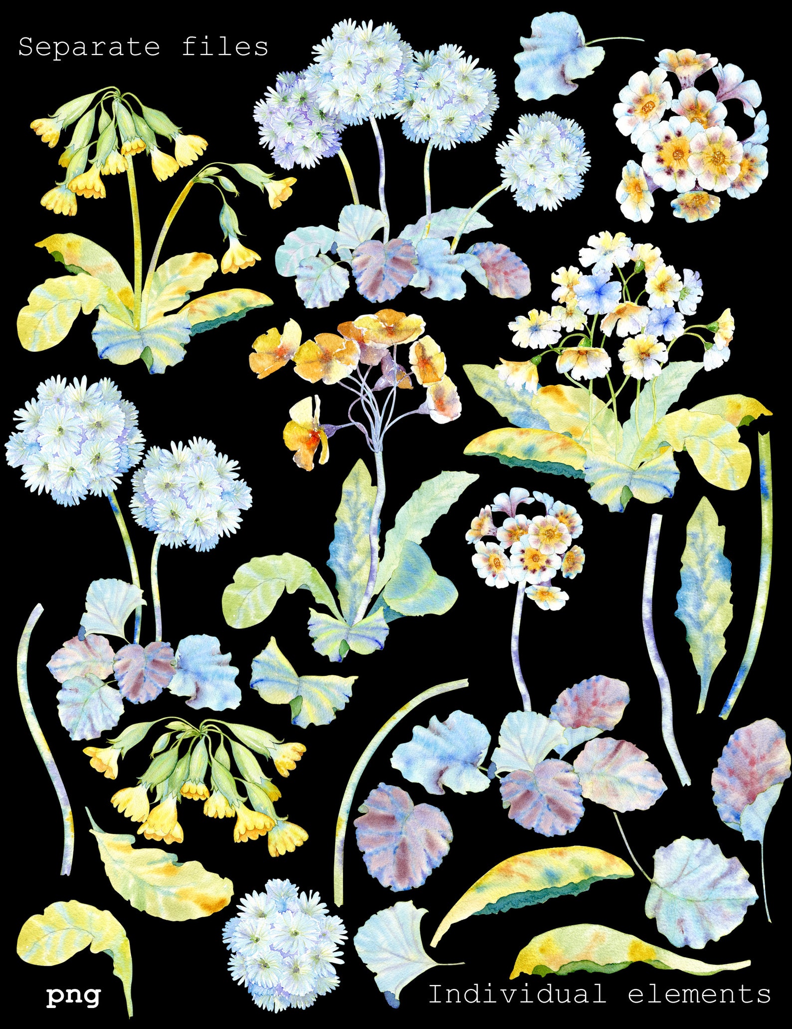 Watercolor Primrose Clipart. Individual PNG Files Early Flowers Clip ...