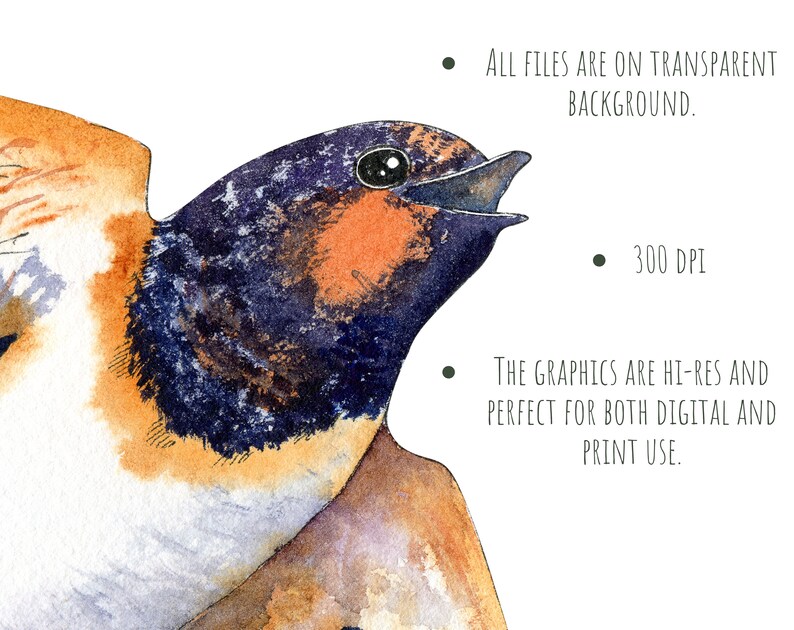Watercolor Bird Clipart Handpainted Swallow Clip Art. - Etsy