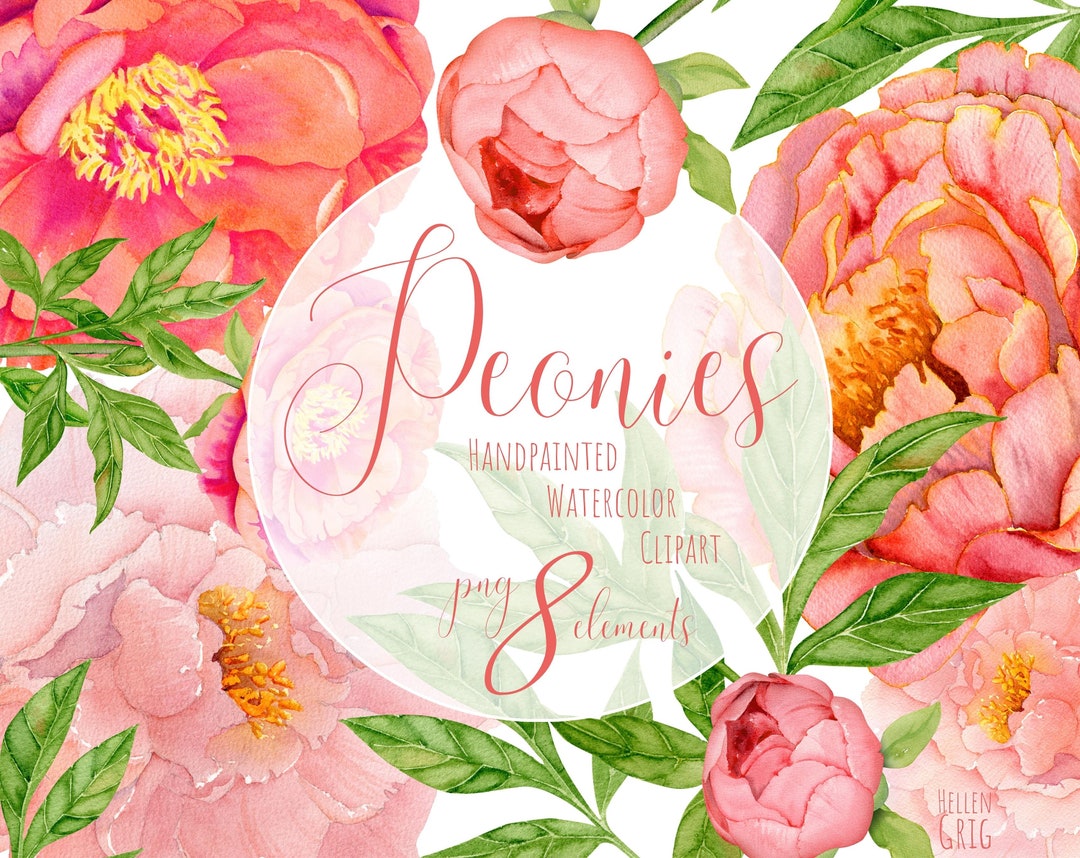 Watercolor Peonies Clipart. Boho Hand Painted Watercolour Floral ...