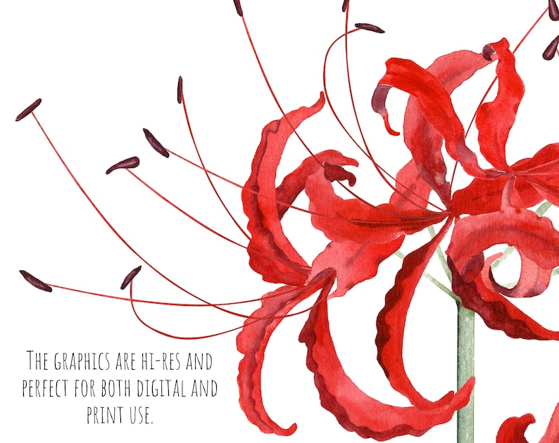 watercolor-red-spider-lily-clipart-floral-clipart-etsy