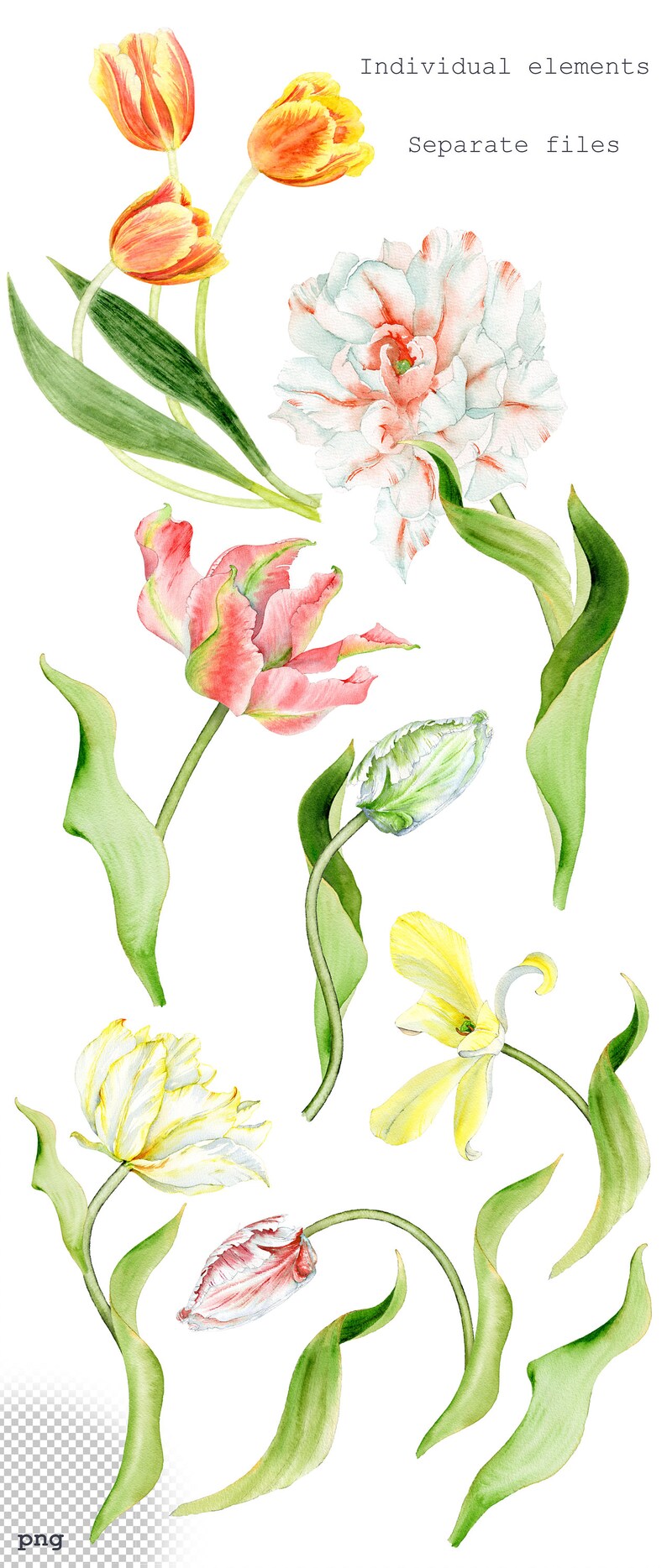 Watercolor Tulip Clipart. Individual PNG Files. Spring Floral Clip Art ...