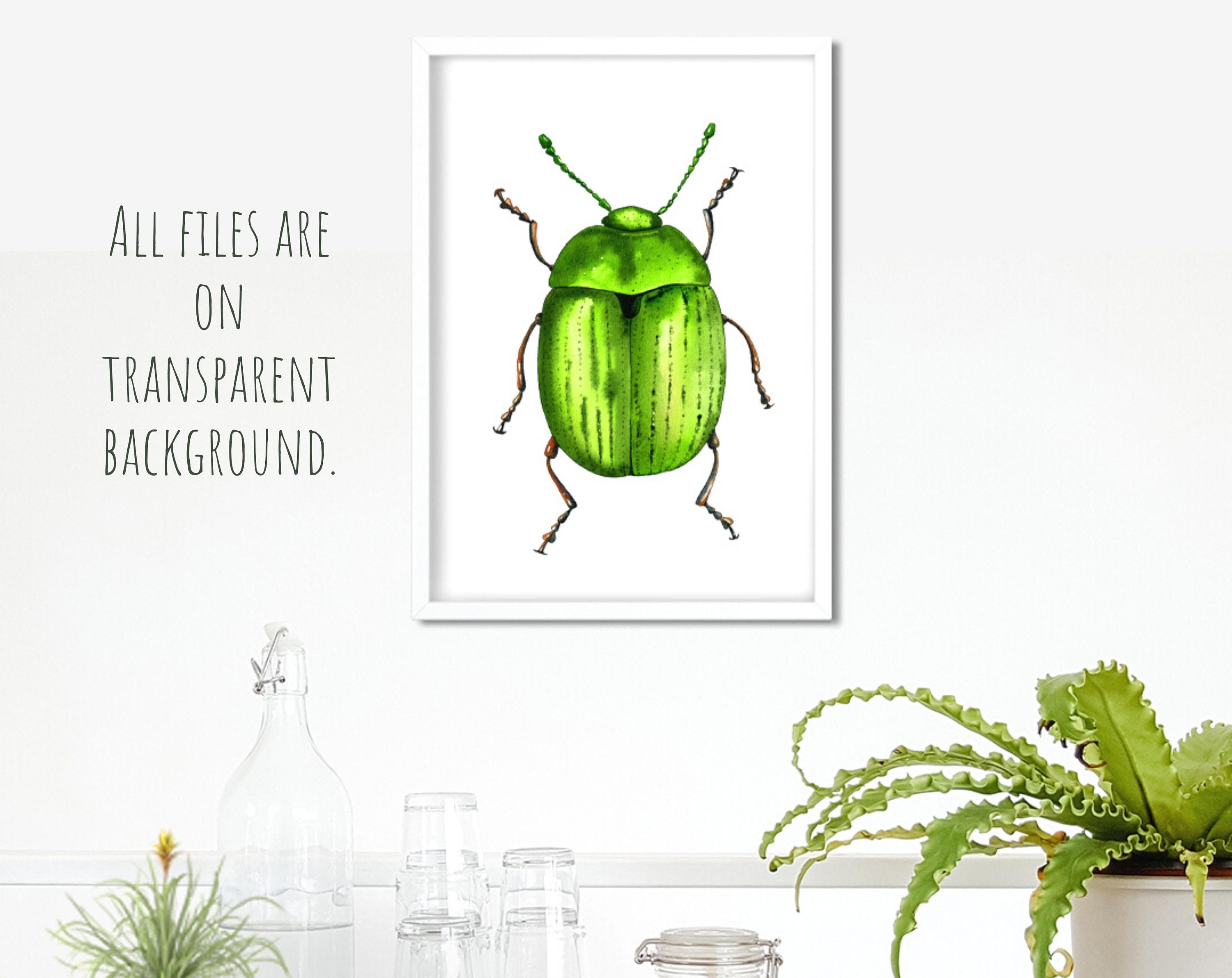 Watercolor Insect Clipart Handpainted Summer Bug Beetle - Etsy