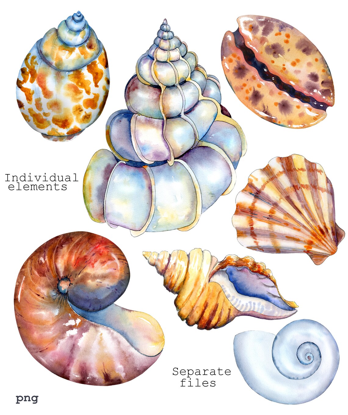 Watercolor Seashells Clipart. Handpainted Summer Set. Nautical Clipart ...