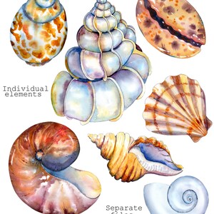 Watercolor Seashells Clipart. Handpainted Summer Set. Nautical Clipart ...