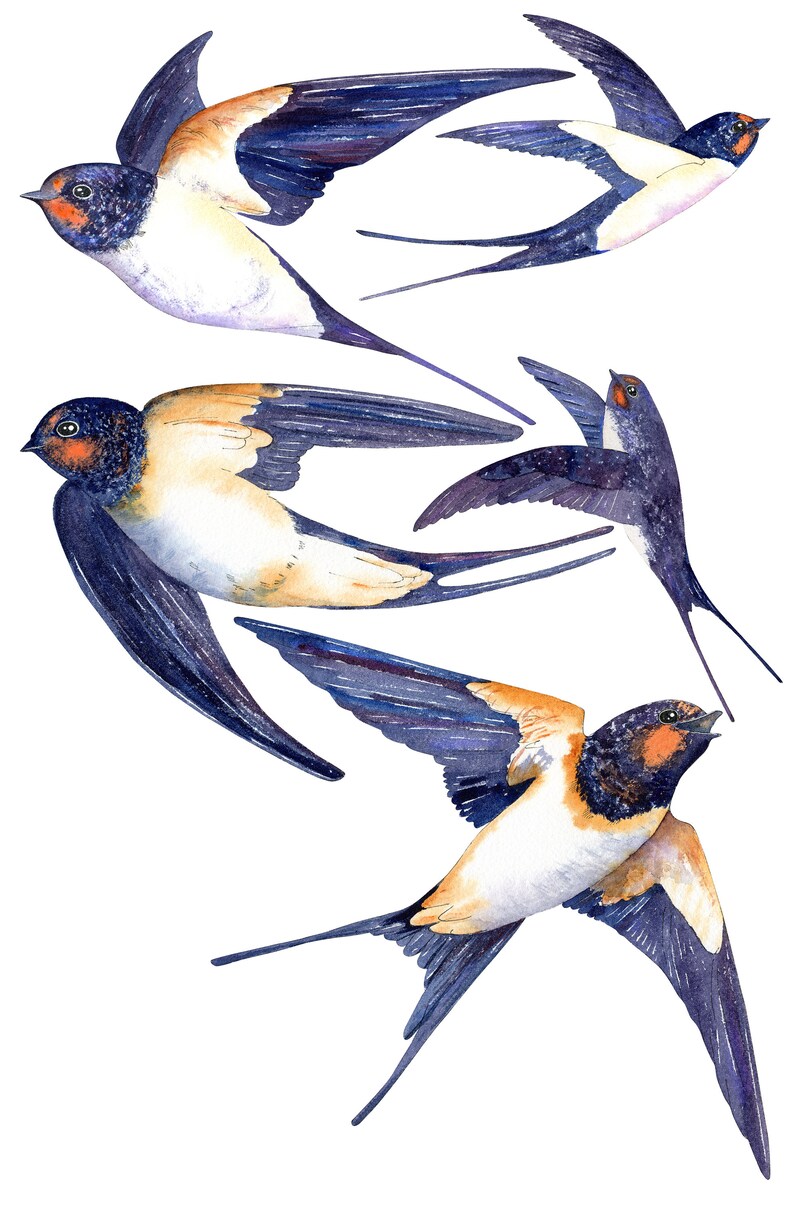 Watercolor Bird Clipart, Handpainted Swallow Clip Art. Printable Files ...