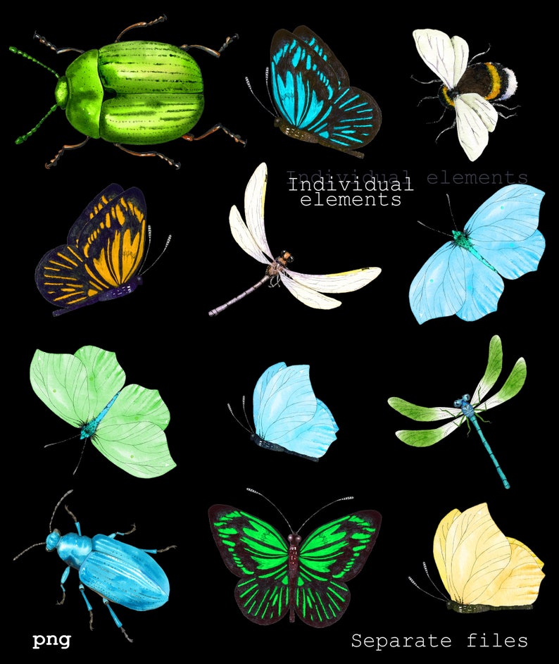 Watercolor Insect Clipart, Handpainted Summer Bug, Beetle, Dragonfly ...