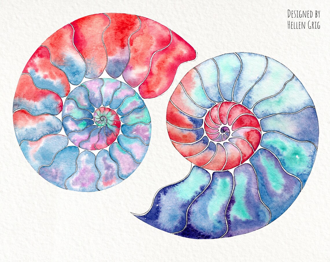 Watercolor Nautilus Shell Clipart Handpainted Sea Set. | Etsy