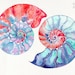 Watercolor Nautilus Shell Clipart, Handpainted Sea Set. Printable Files ...