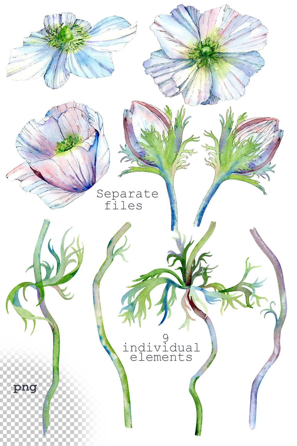 Watercolor Anemone Clipart. Watercolor Flower Clipart. Floral - Etsy