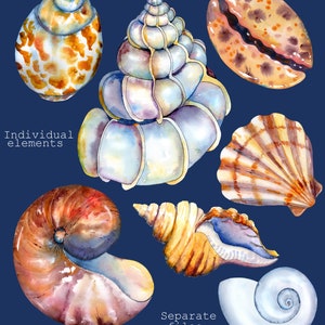 Watercolor Seashells Clipart. Handpainted Summer Set. Nautical Clipart ...