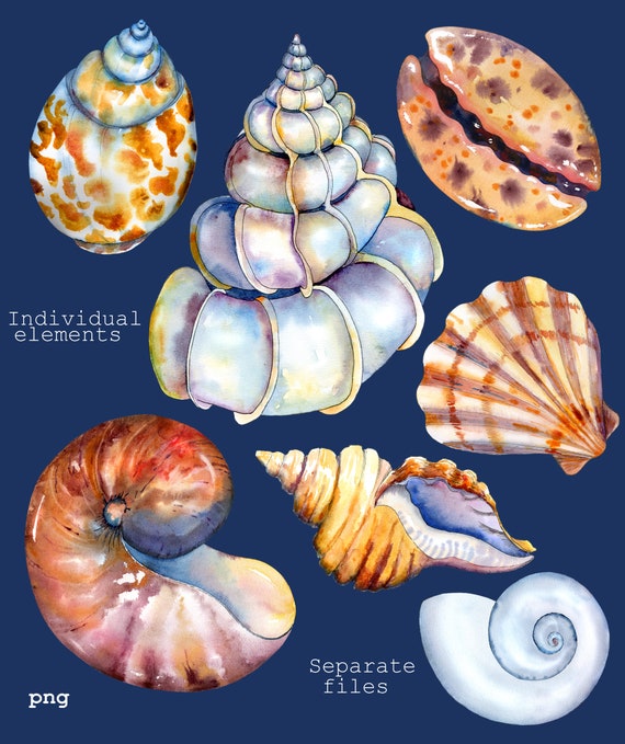 Geschlossene Muschelschale Clipart Miesmuscheln Sind Eine Essbare