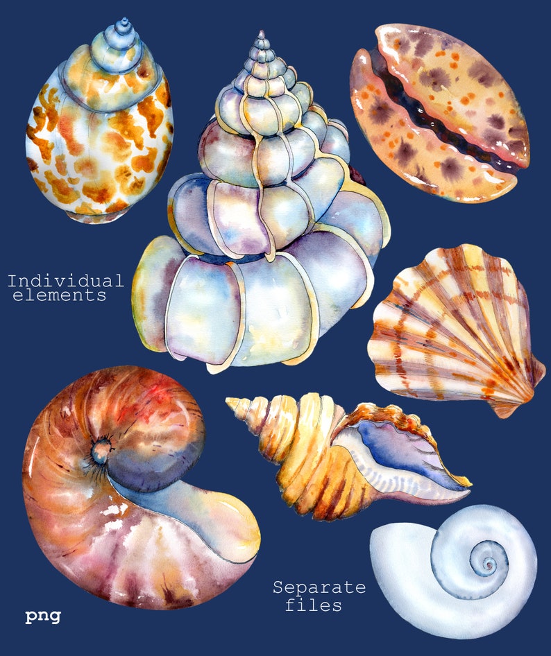 Watercolor Seashells Clipart. Handpainted Summer Set. Nautical - Etsy