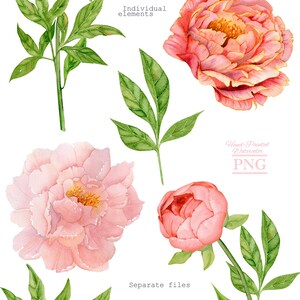 Watercolor Peonies Clipart. Boho Hand Painted Watercolour Floral ...