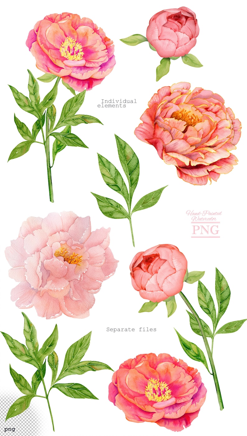 Watercolor Peonies Clipart. Boho Hand Painted Watercolour Floral ...