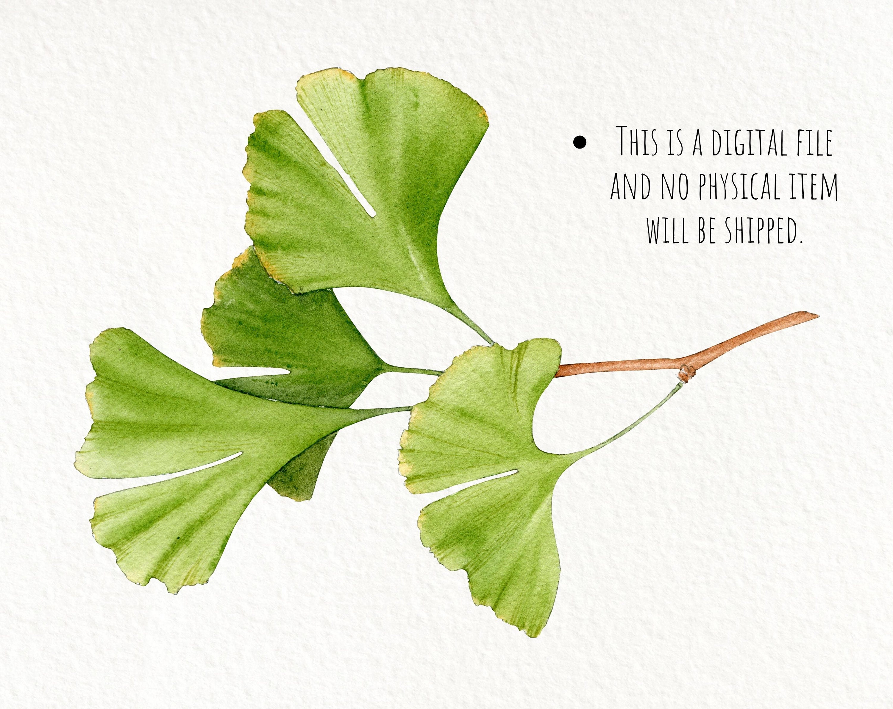 Watercolor Gingko Clipart. Green Floral Clip Art Flowers - Etsy
