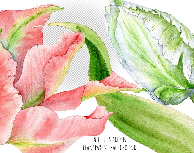 Watercolor Tulip Clipart. Individual PNG Files. Spring Floral Clip Art ...
