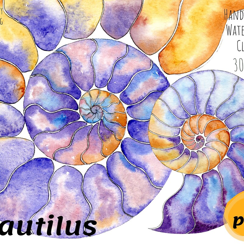 Nautilus Shell Art - Etsy