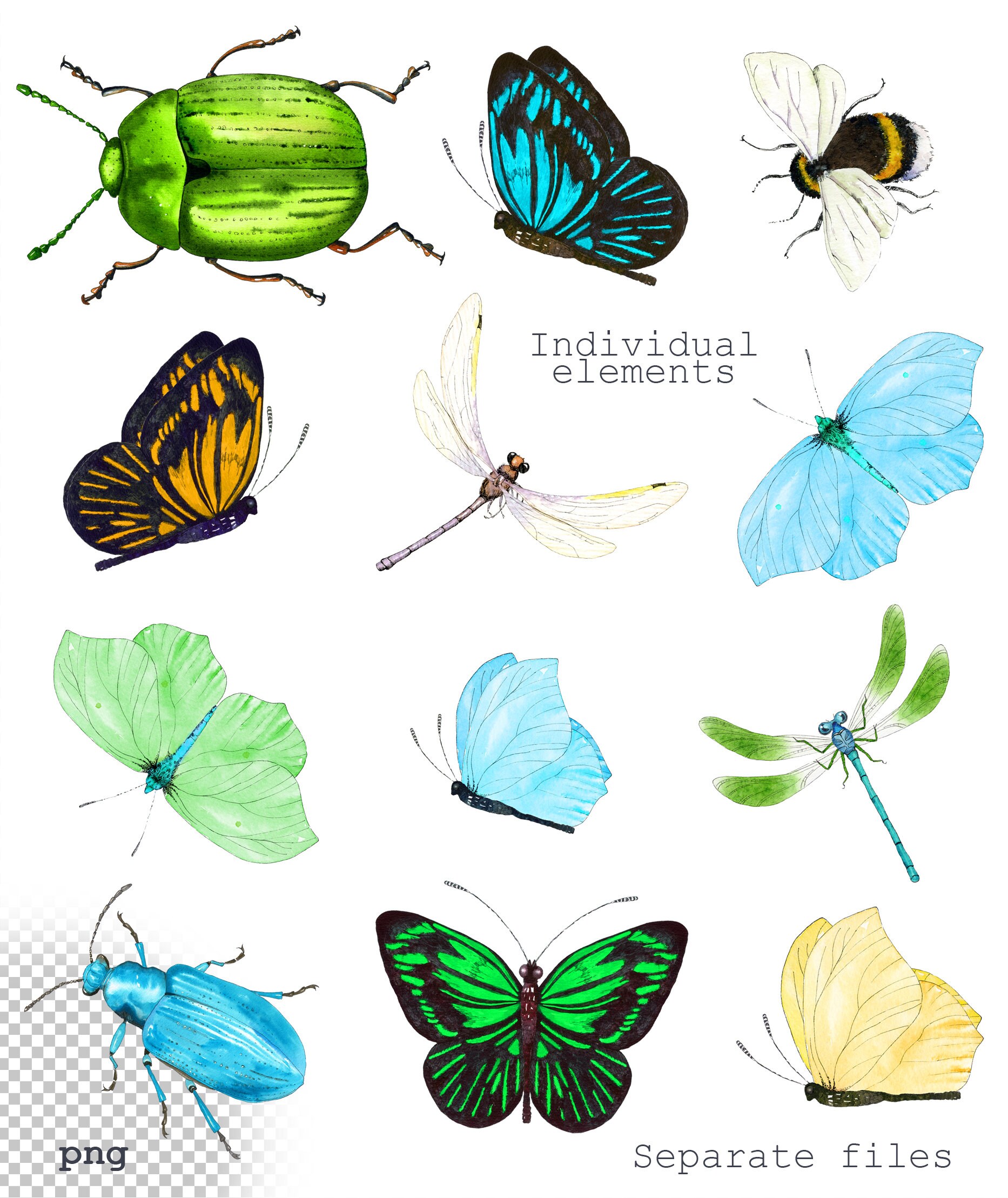 Watercolor Insect Clipart, Handpainted Summer Bug, Beetle, Dragonfly ...