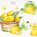 Watercolor Lemon Clipart Handpainted Bright Summer Fruit. Png - Etsy