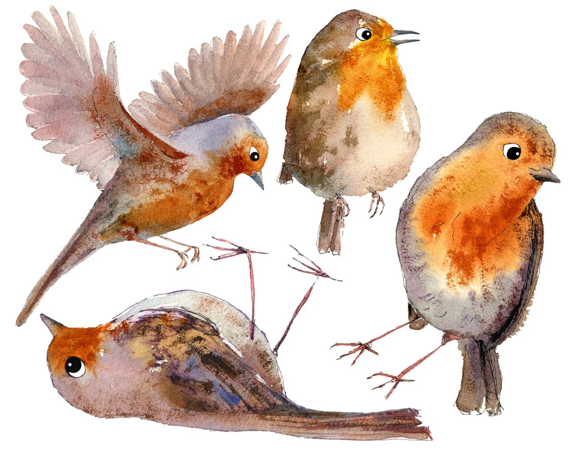Watercolor Spring Clip Art Handpainted Robin Birds and Bird | Etsy