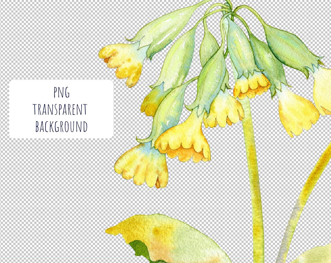 Watercolor Primrose Border Clipart. Spring Seamless Borders. - Etsy