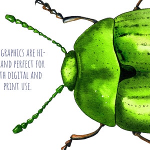 Watercolor Insect Clipart, Handpainted Summer Bug, Beetle, Dragonfly ...