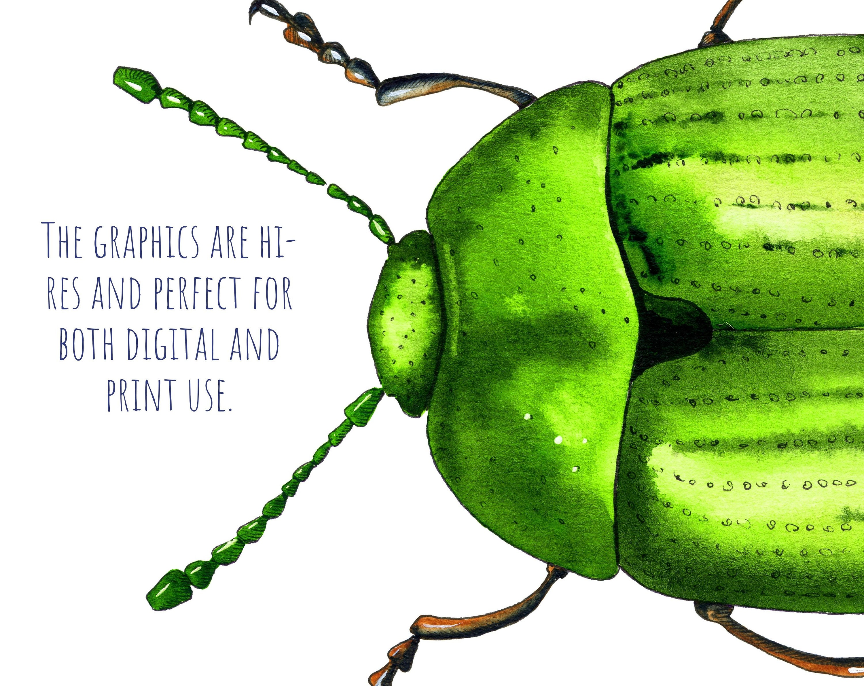 Watercolor Insect Clipart Handpainted Summer Bug Beetle - Etsy