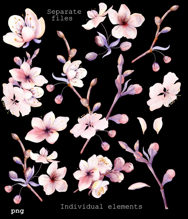 Watercolor Sakura Clipart. Pink Cherry Blossom Flowers - Etsy