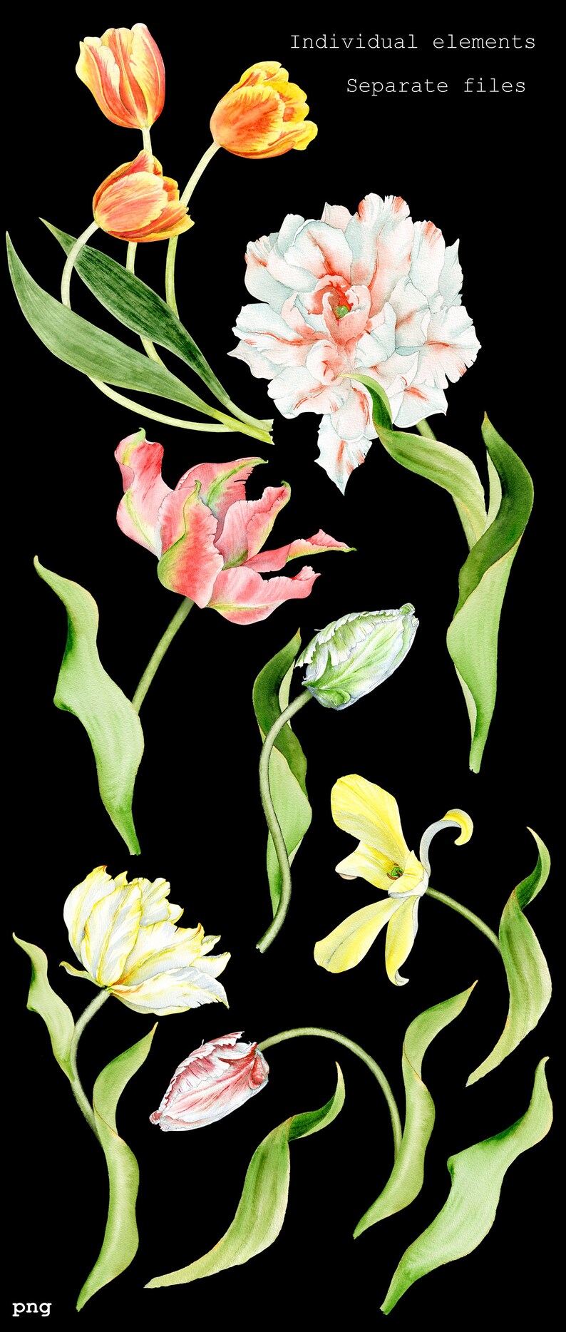 Watercolor Tulip Clipart. Individual PNG Files. Spring Floral Clip Art ...