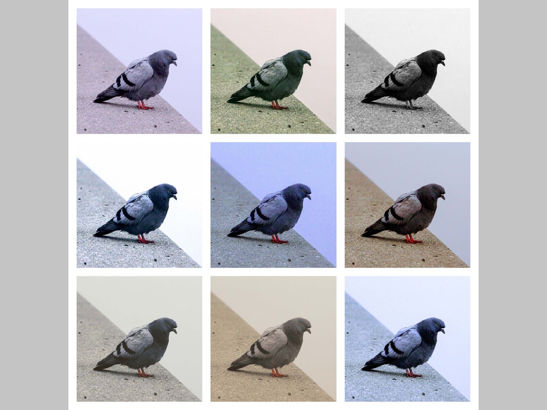 Pigeon Collage Andy Warhol Style Bird Print Avian Mid - Etsy