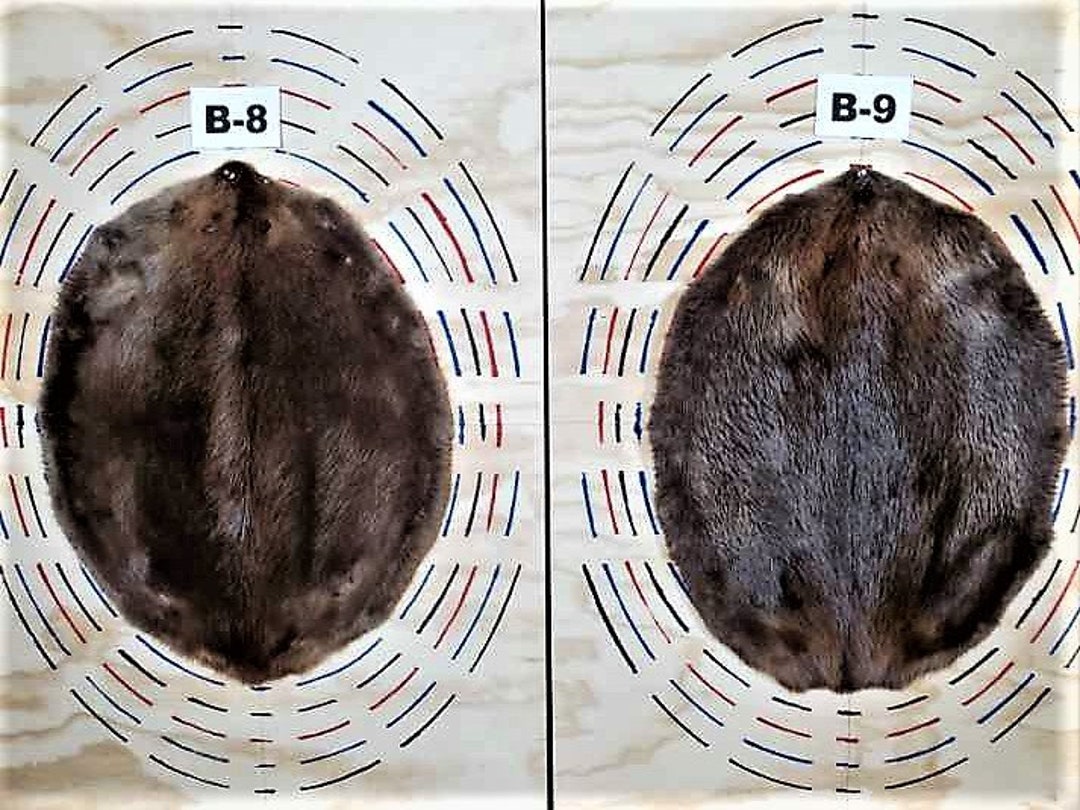 MD Real Beaver Pelt, Commercial Garment Tanned - Etsy