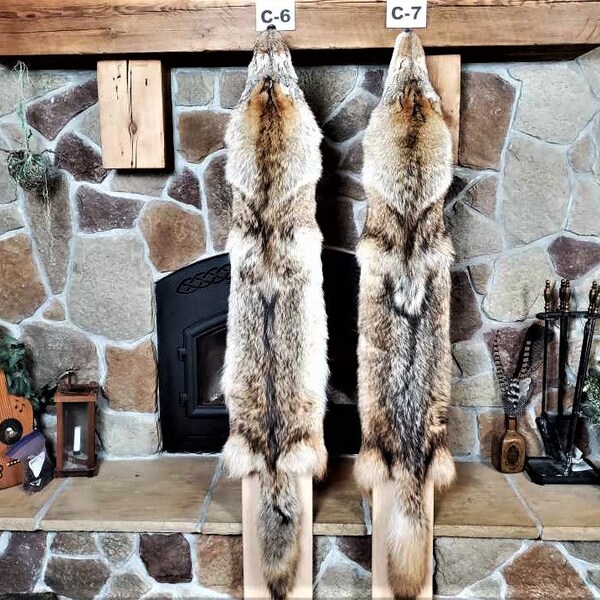 Coyote Pelt - Etsy