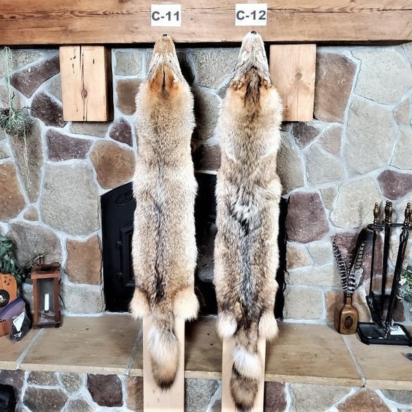 Coyote Pelt - Etsy