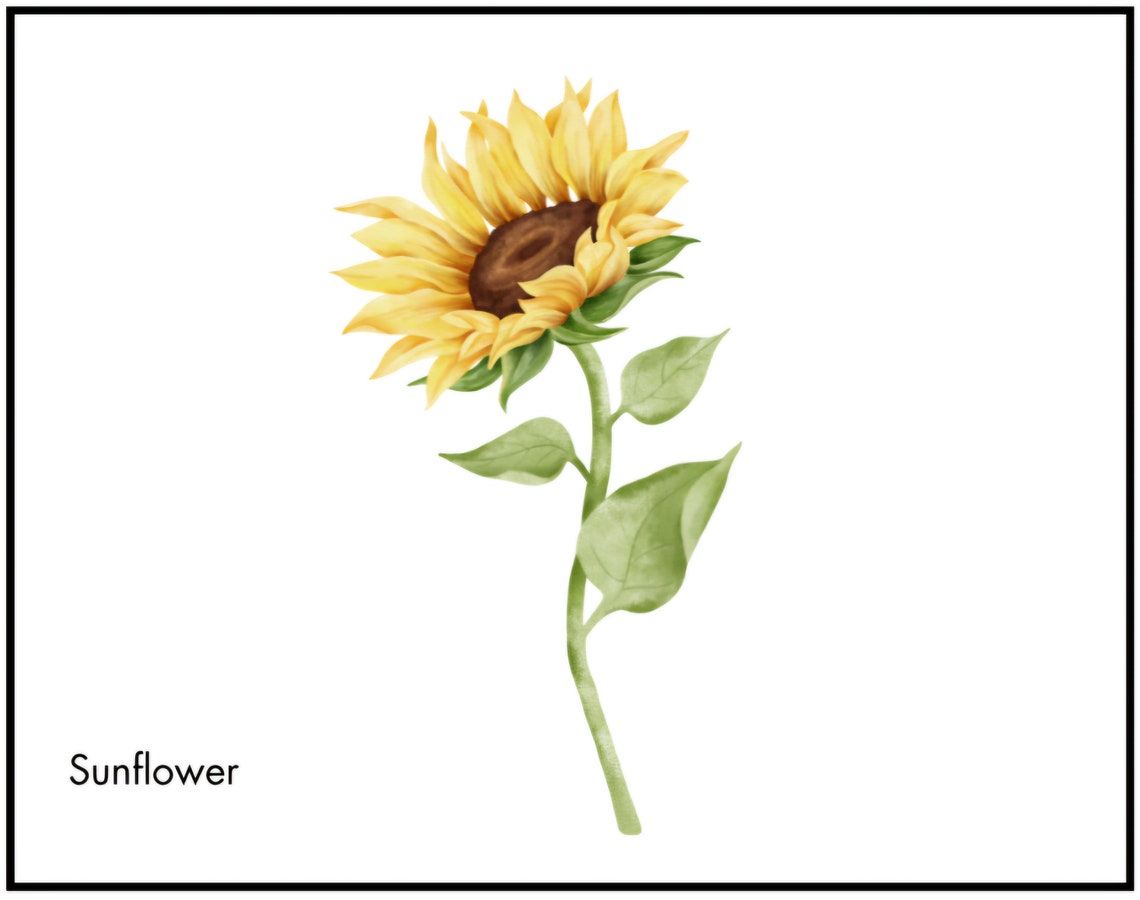 Montessori 3-part Cards - Flowers - Eng, Es, Fr, It, De - Safari Ltd ...