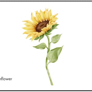 Montessori 3-part Cards - Flowers - Eng, Es, Fr, It, De - Safari Ltd ...