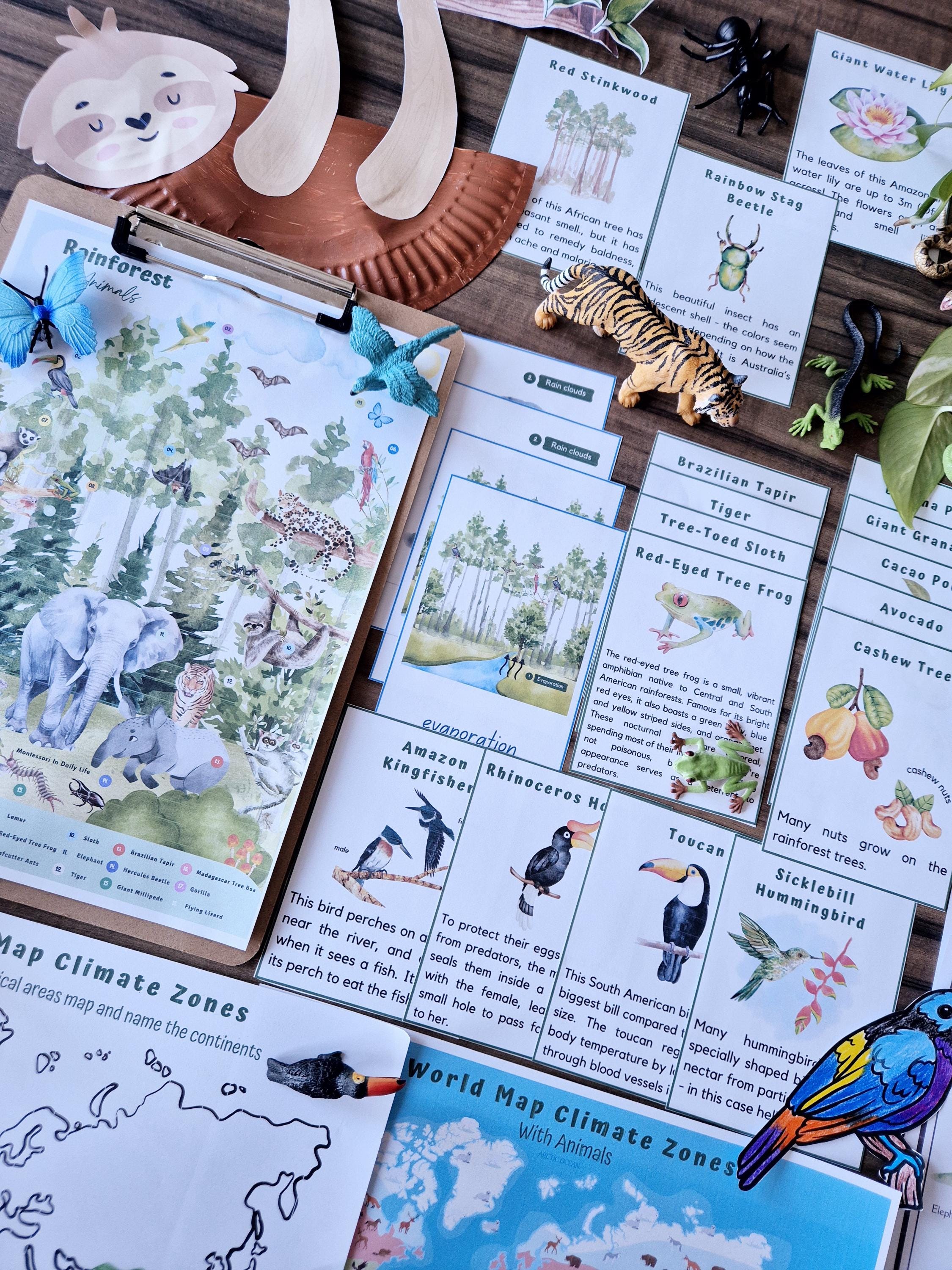 Tropical Rainforest Unit Study - Etsy