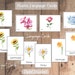 Montessori 3-part Cards - Flowers - Eng, Es, Fr, It, De - Safari Ltd ...