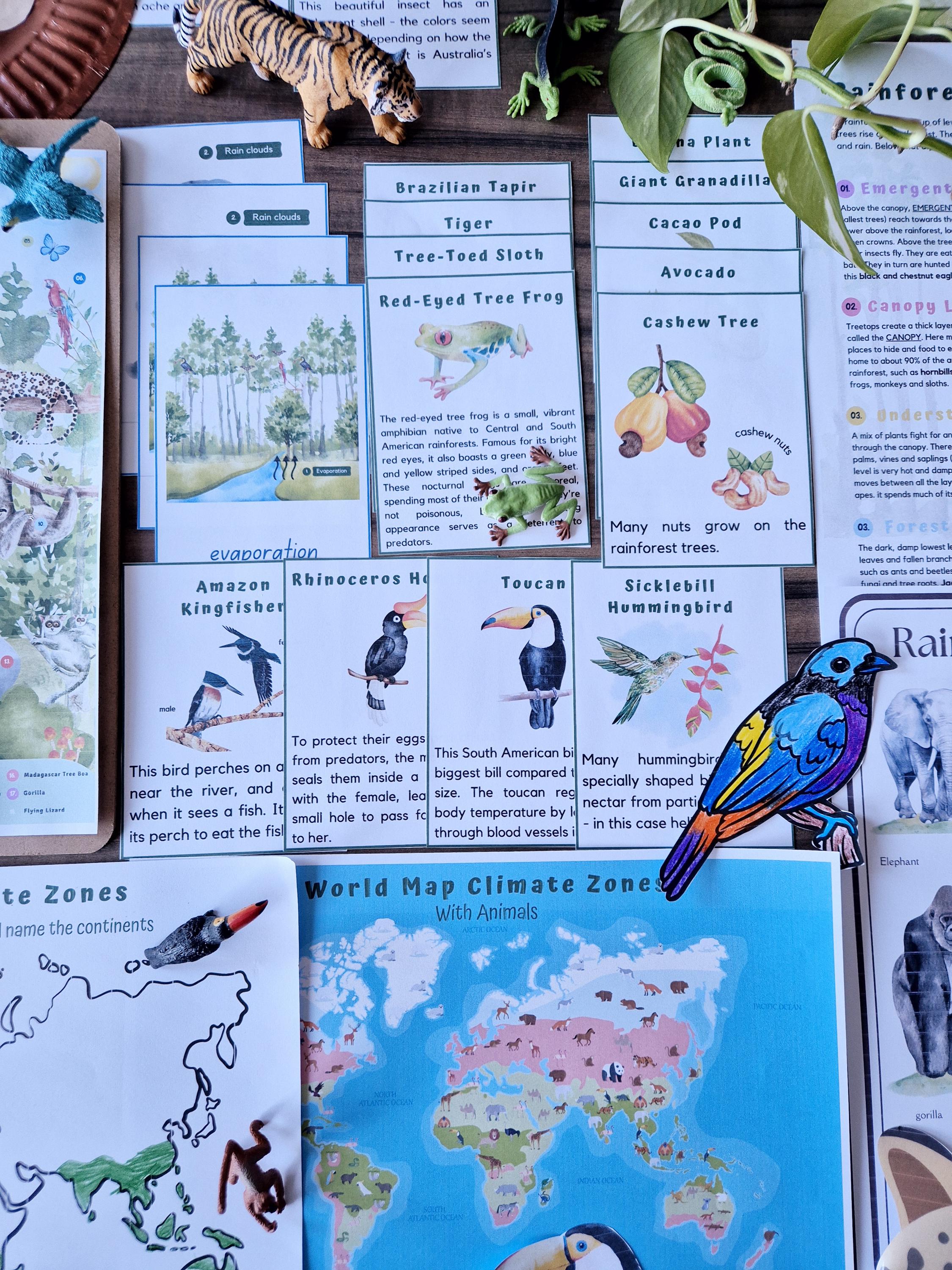 Tropical Rainforest Unit Study - Etsy