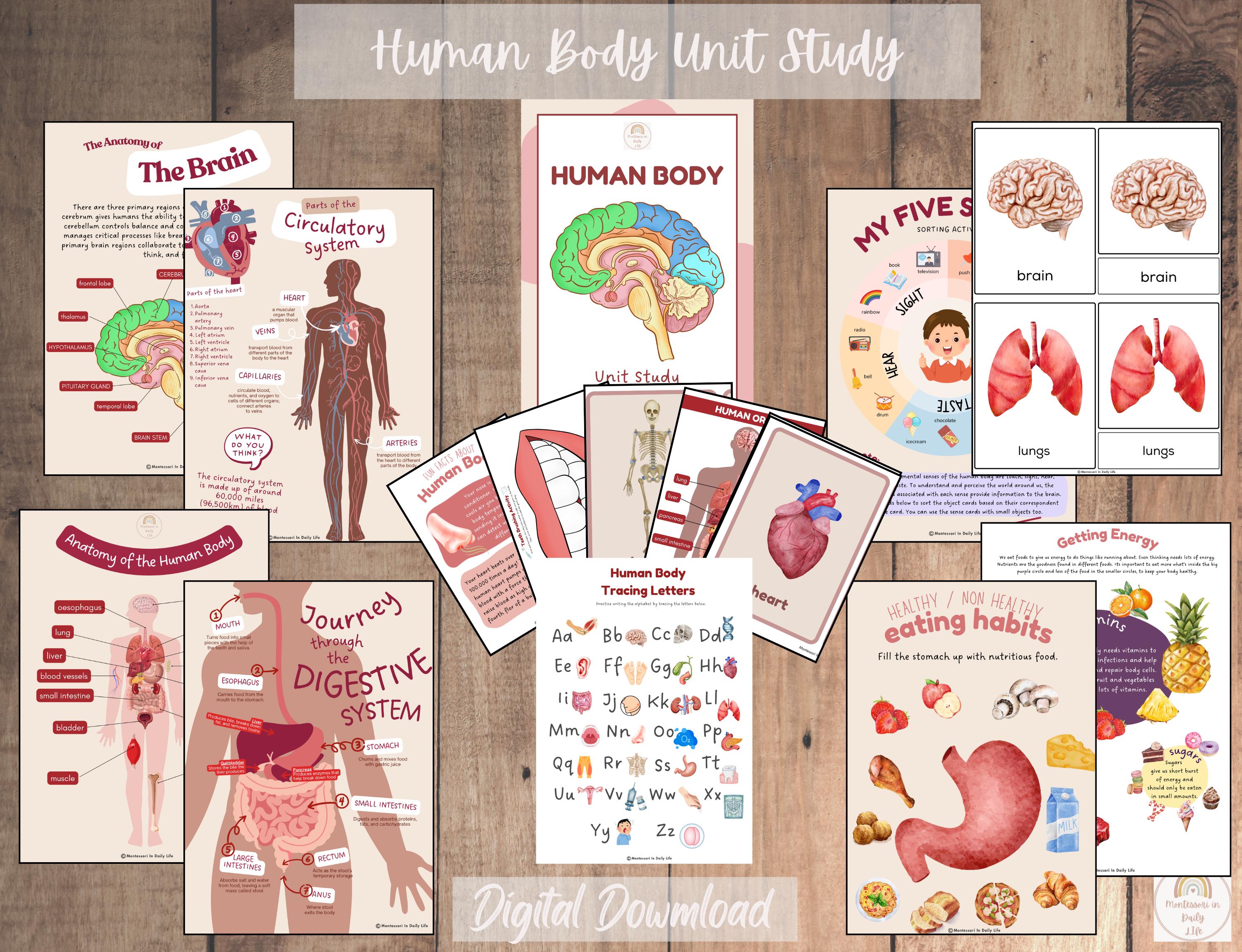 Human Body Unit Study - Etsy