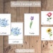 Montessori 3-part Cards - Flowers - Eng, Es, Fr, It, De - Safari Ltd ...