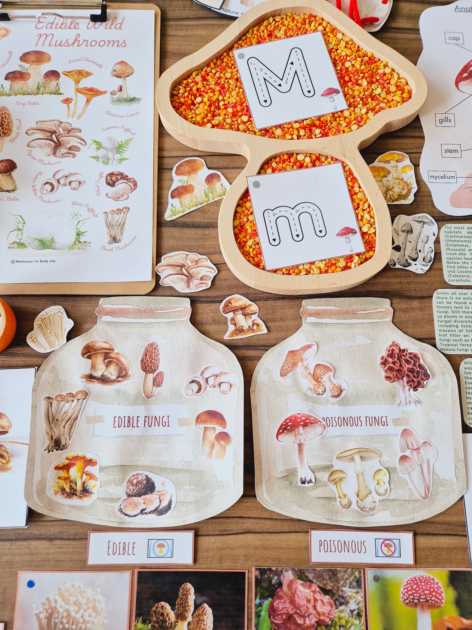 Fungi Unit Study Montessori Aligned Learning Pack - Etsy