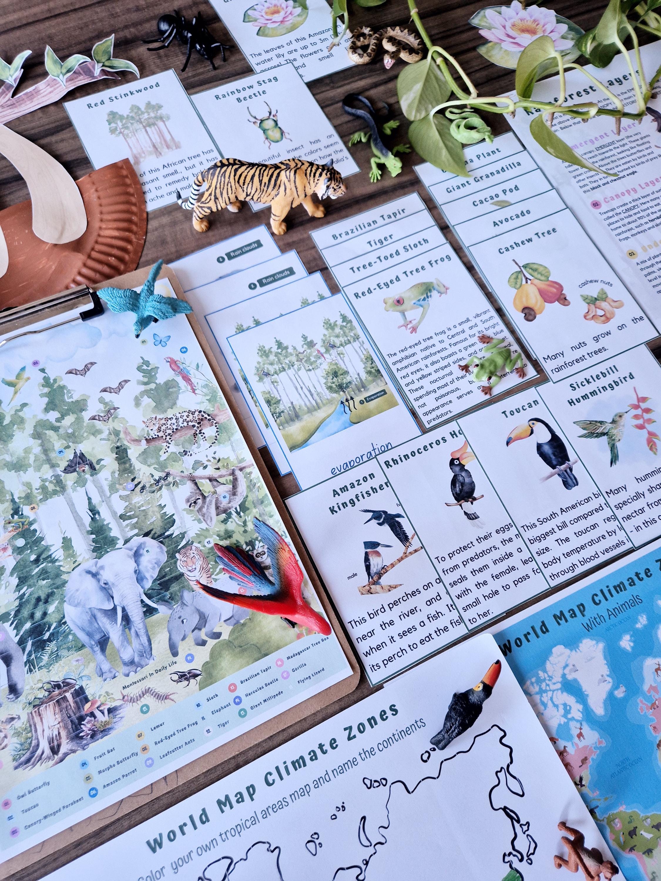 Tropical Rainforest Unit Study - Etsy