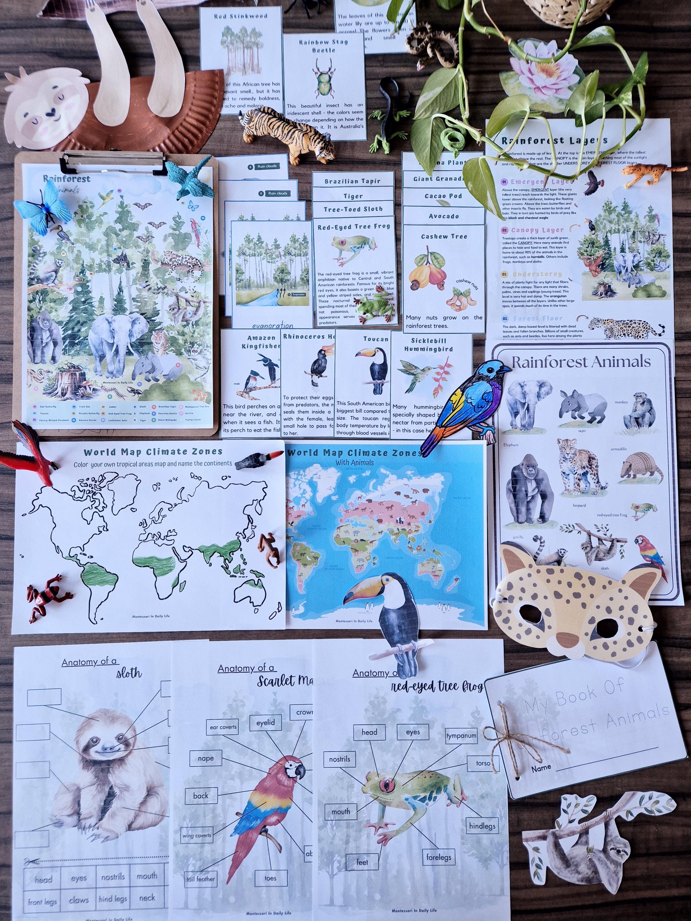 Tropical Rainforest Unit Study - Etsy