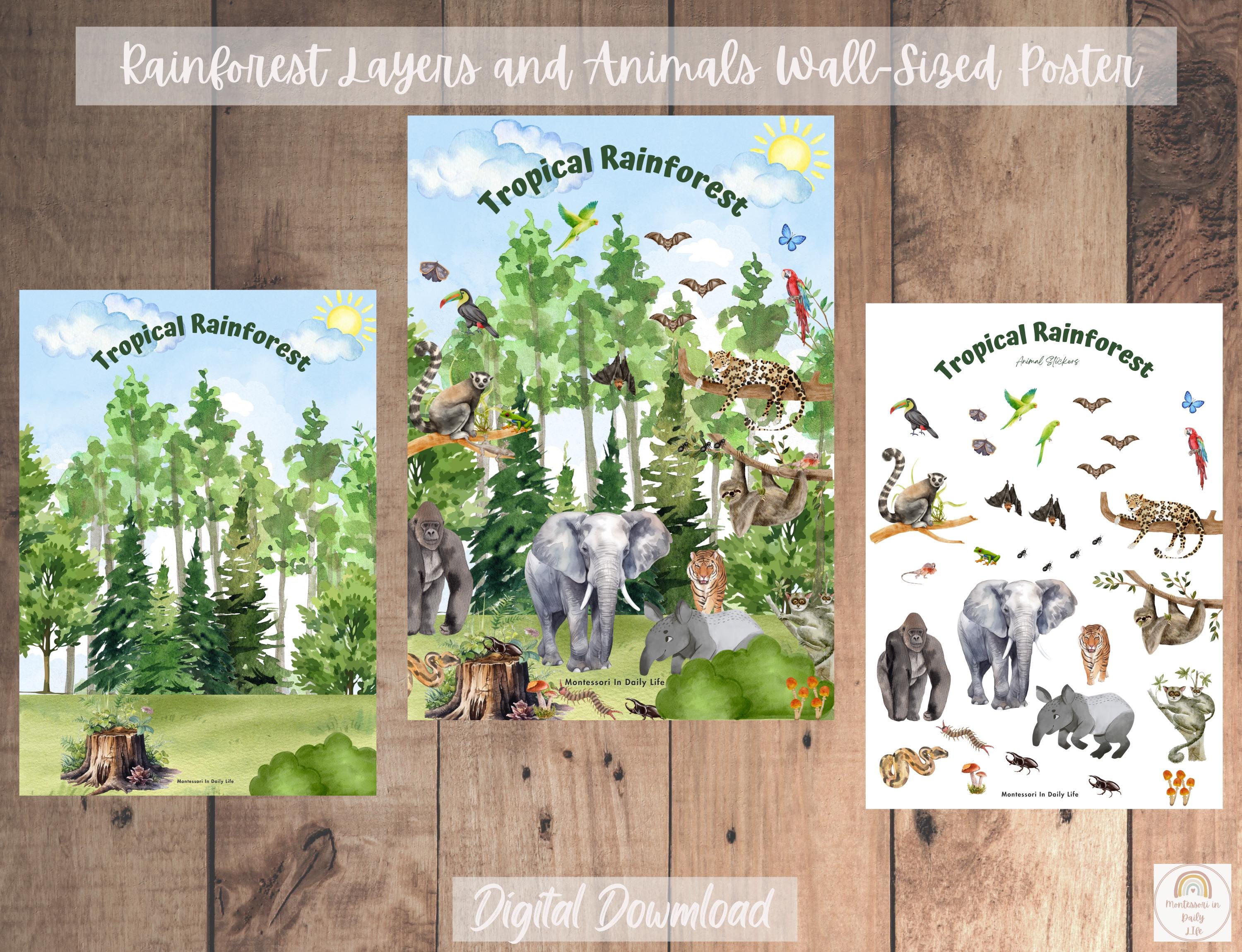 Tropical Rainforest Unit Study - Etsy