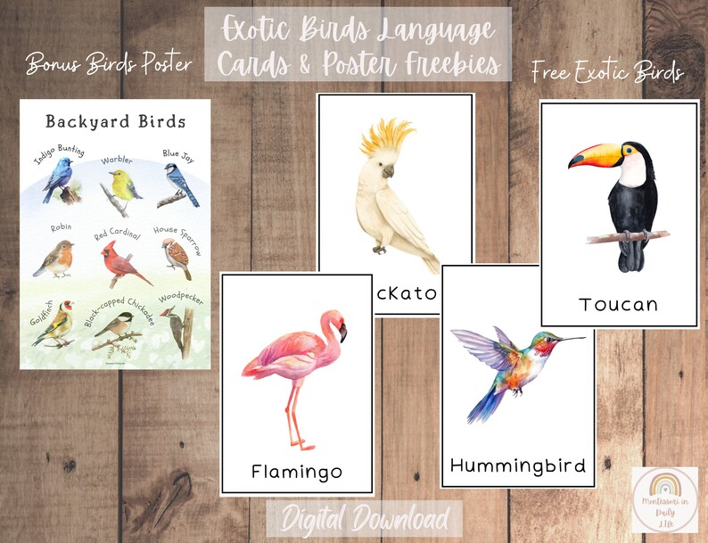 Montessori 3-part Cards - Backyard Birds + FREE Exotic Birds in 5 ...
