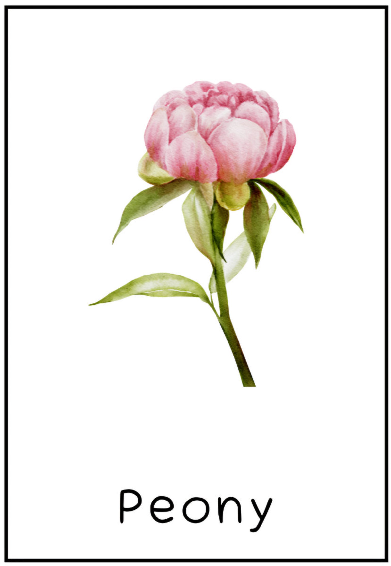 Montessori 3-part Cards - Flowers - Eng, Es, Fr, It, De - Safari Ltd ...